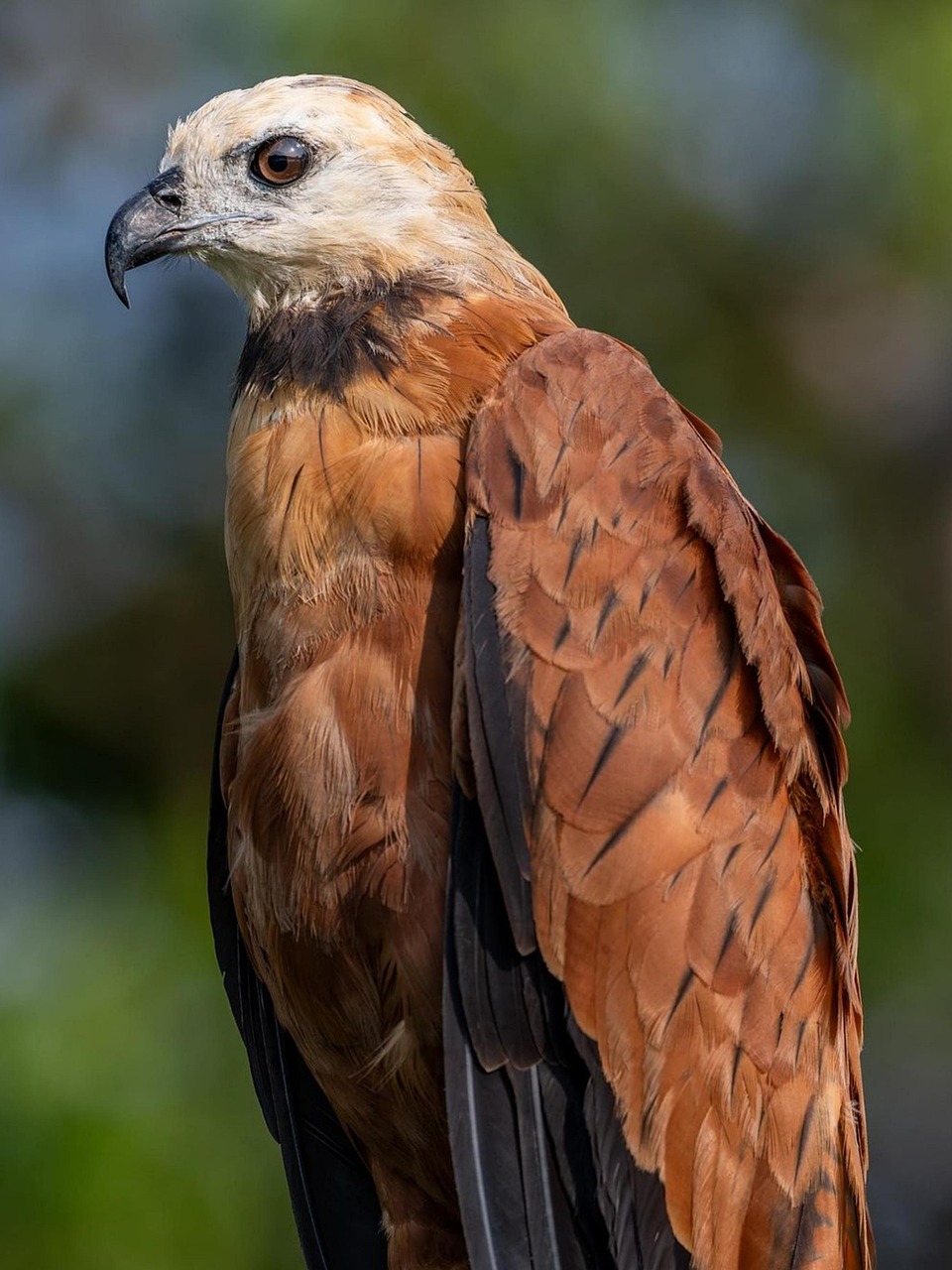 Bird Black-Collared Hawk - Free photo on Pixabay