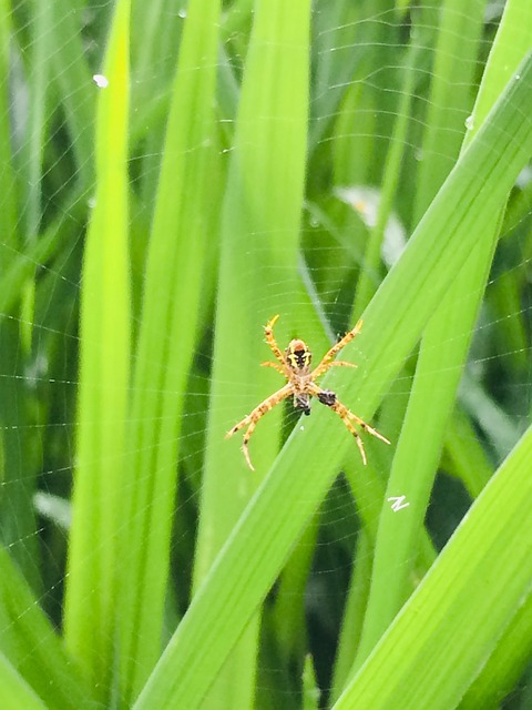 Spider Nature Green - Free photo on Pixabay