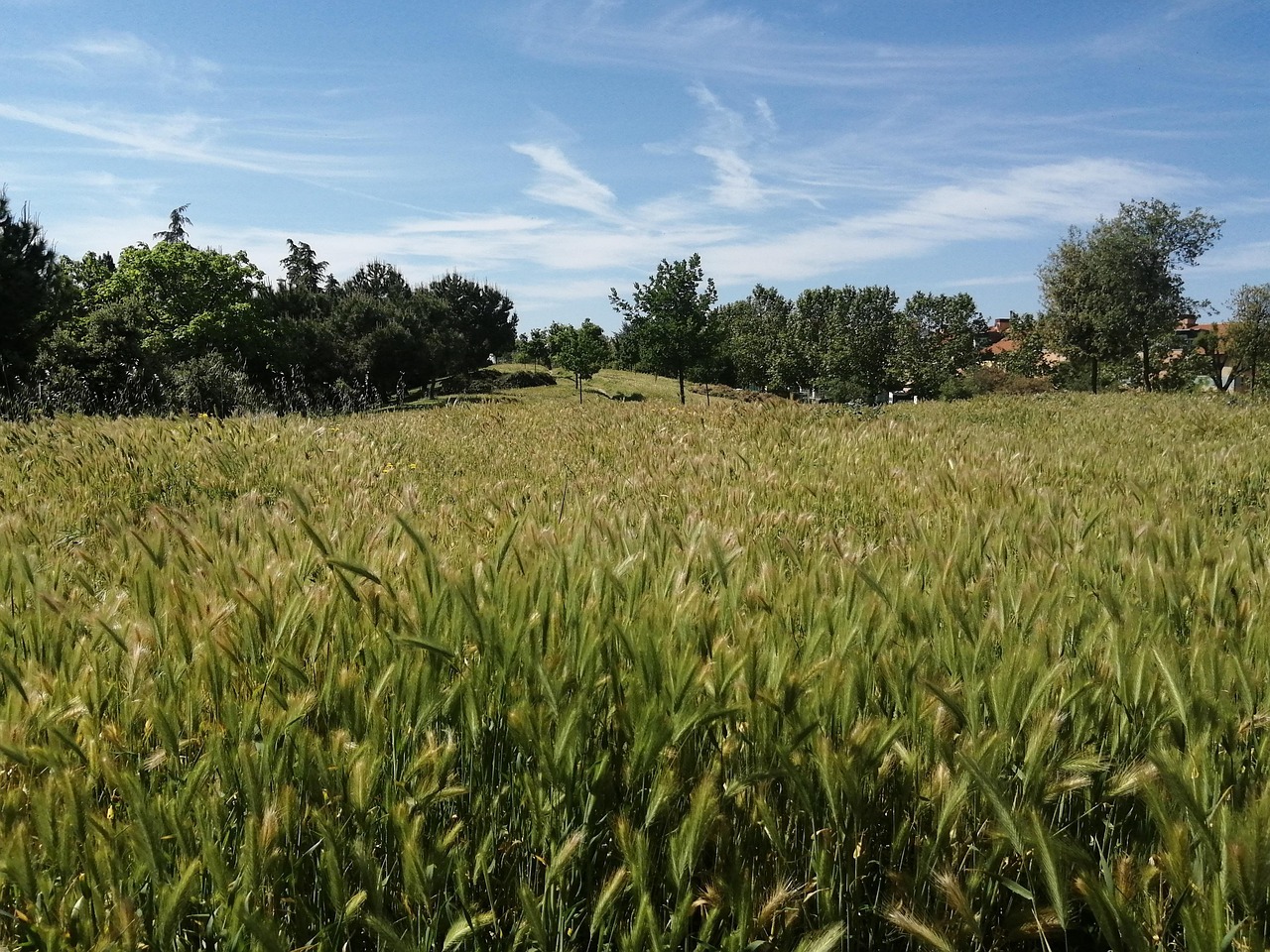 Field Nature Vegetation - Free photo on Pixabay