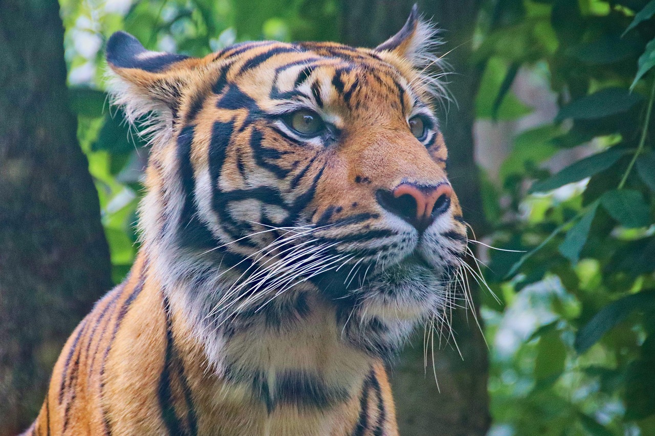 A Tiger Portrait Beast - Free photo on Pixabay