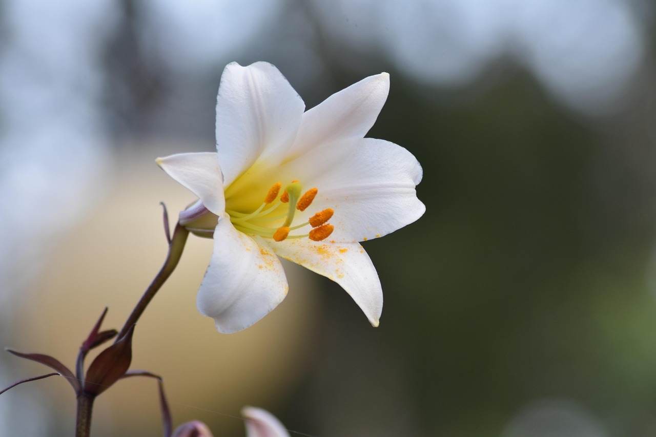 Flower Lily White Saint - Free photo on Pixabay - Pixabay