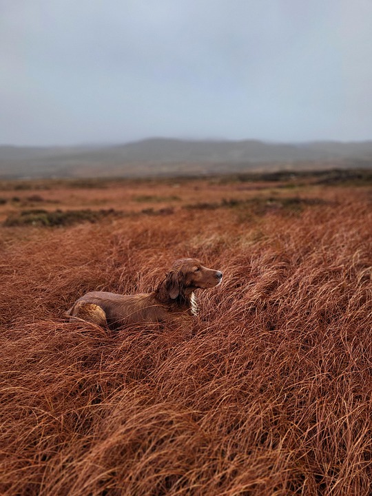 Red Setter Dog Animal - Free photo on Pixabay - Pixabay
