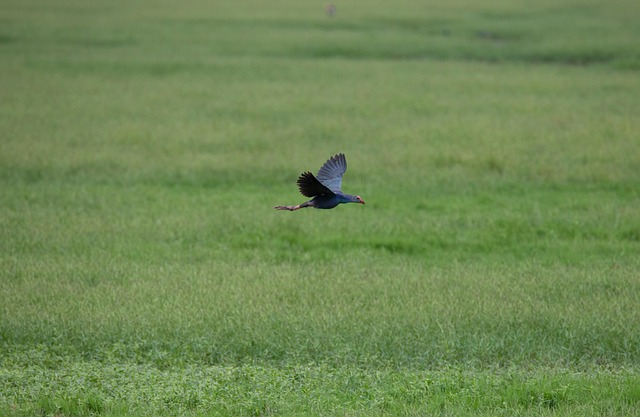 Vogel Lila Sumpfhenne Wasservogel - Kostenloses Foto auf Pixabay - Pixabay