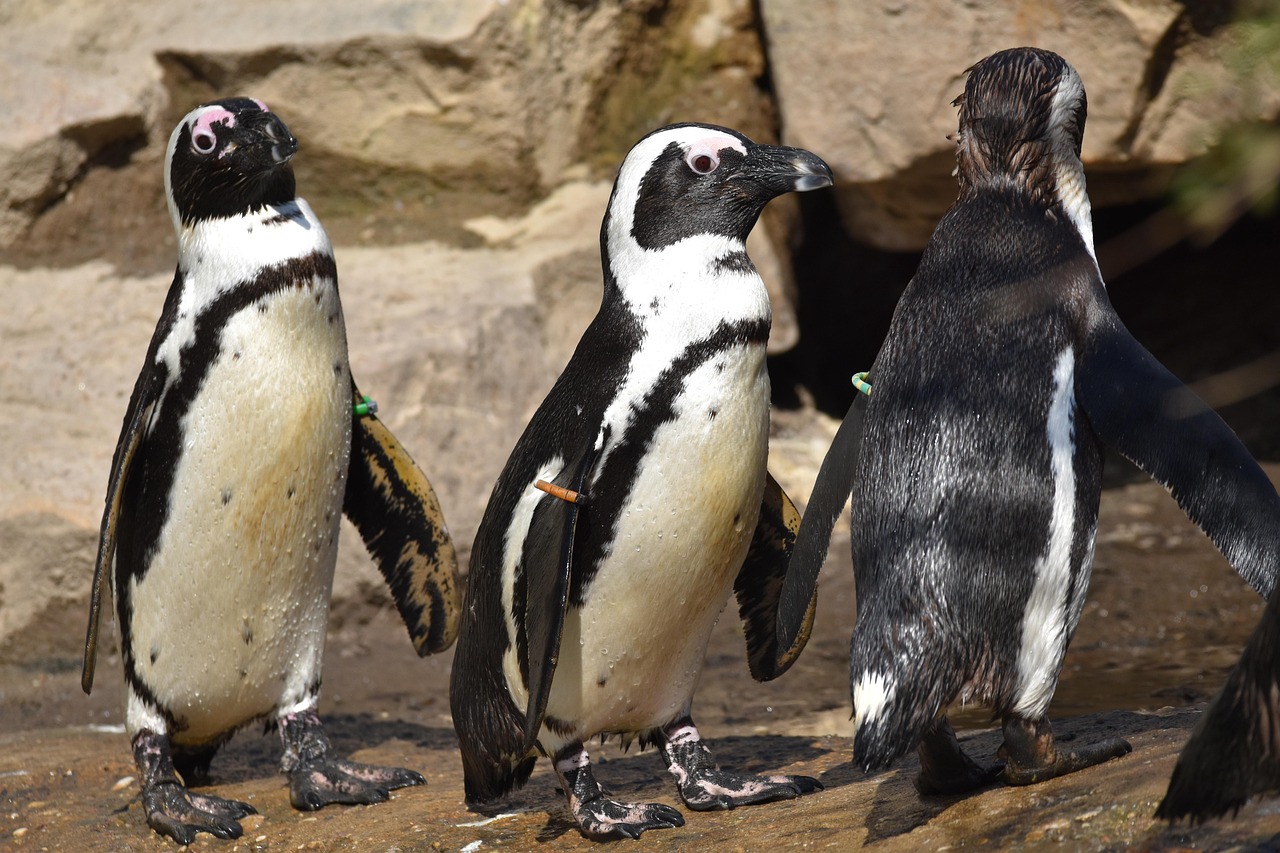 Pingüinos Aves Pico - Foto gratis en Pixabay - Pixabay