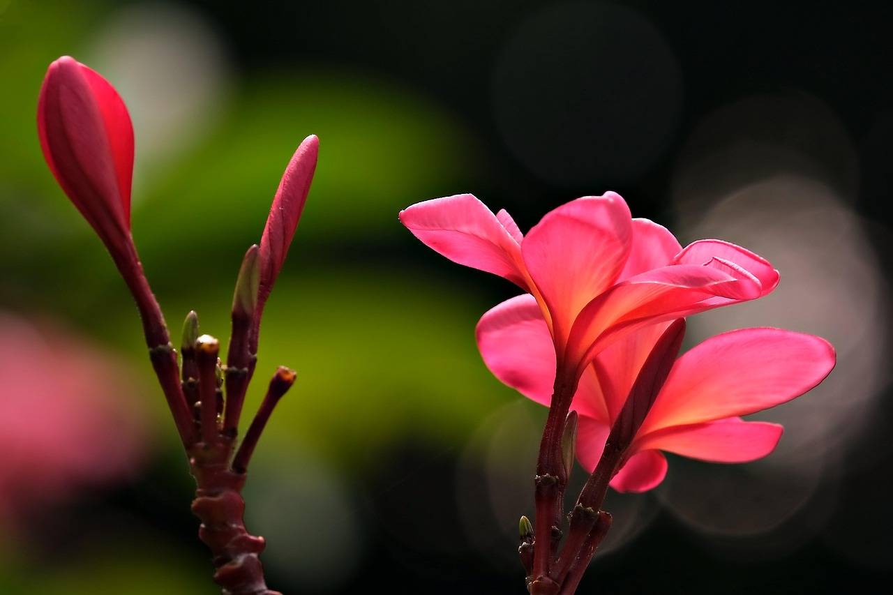 Flower Flora Plumeria - Free photo on Pixabay