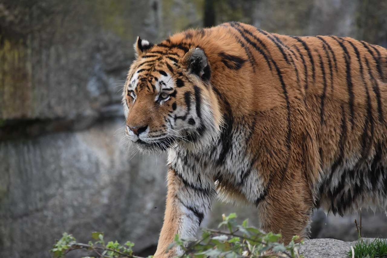 300+ Free Striped Fur & Tiger Images - Pixabay