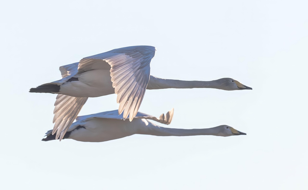 Whooper Swan Bird Animal - Free photo on Pixabay