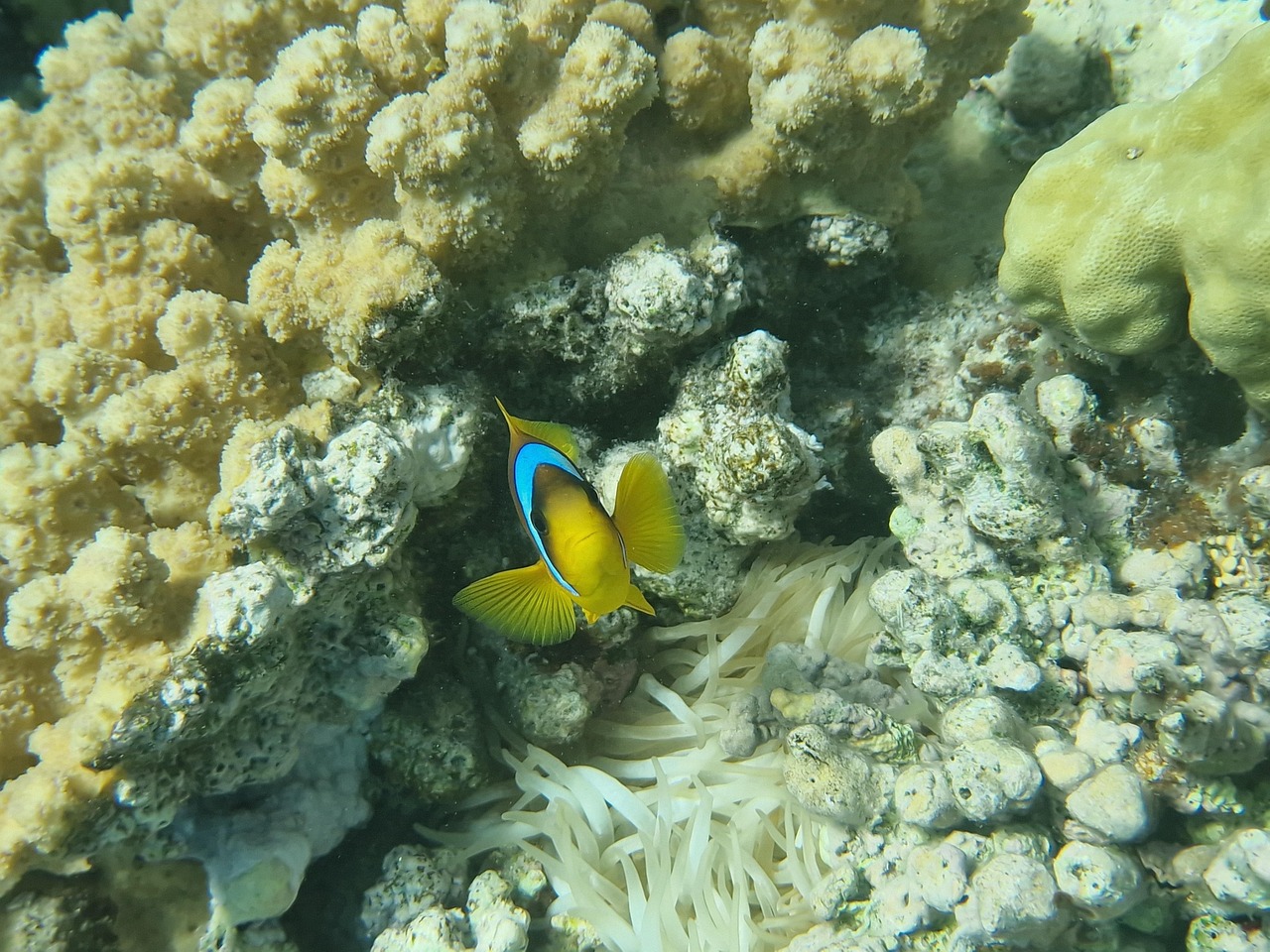Anemone Clownfish Nemo - Free photo on Pixabay - Pixabay