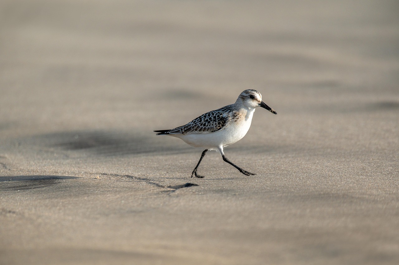 200+ Free Sandpiper & Nature Images - Pixabay
