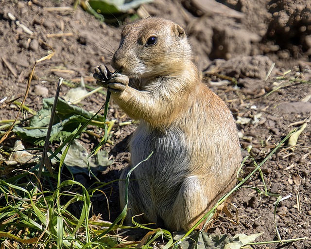 Prairie Dog Zoo - Free photo on Pixabay - Pixabay