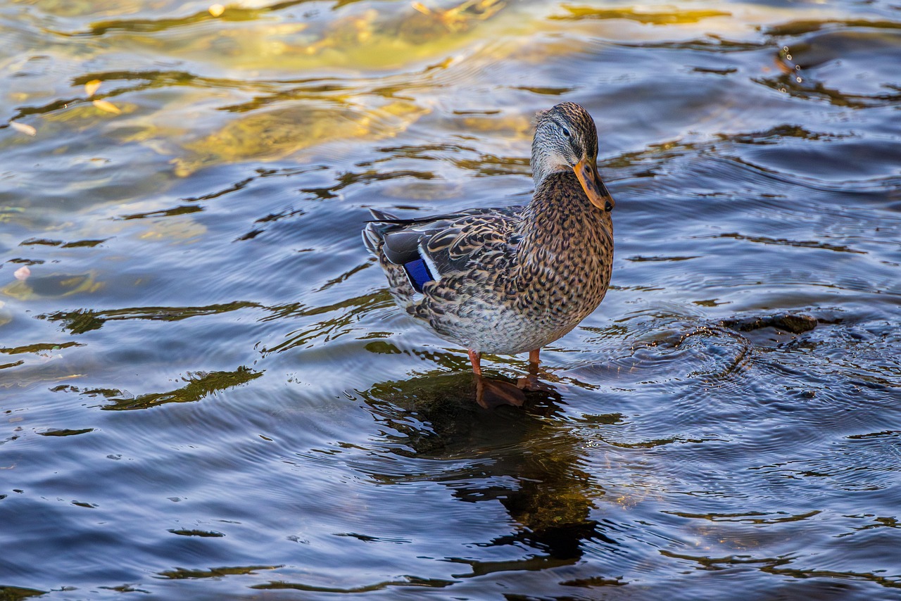 Duck Mallard Posing - Free photo on Pixabay