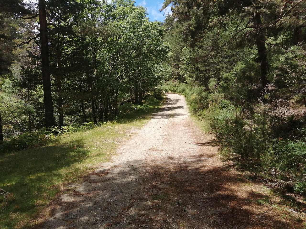 Finnish Forest Nature Path - Free photo on Pixabay - Pixabay