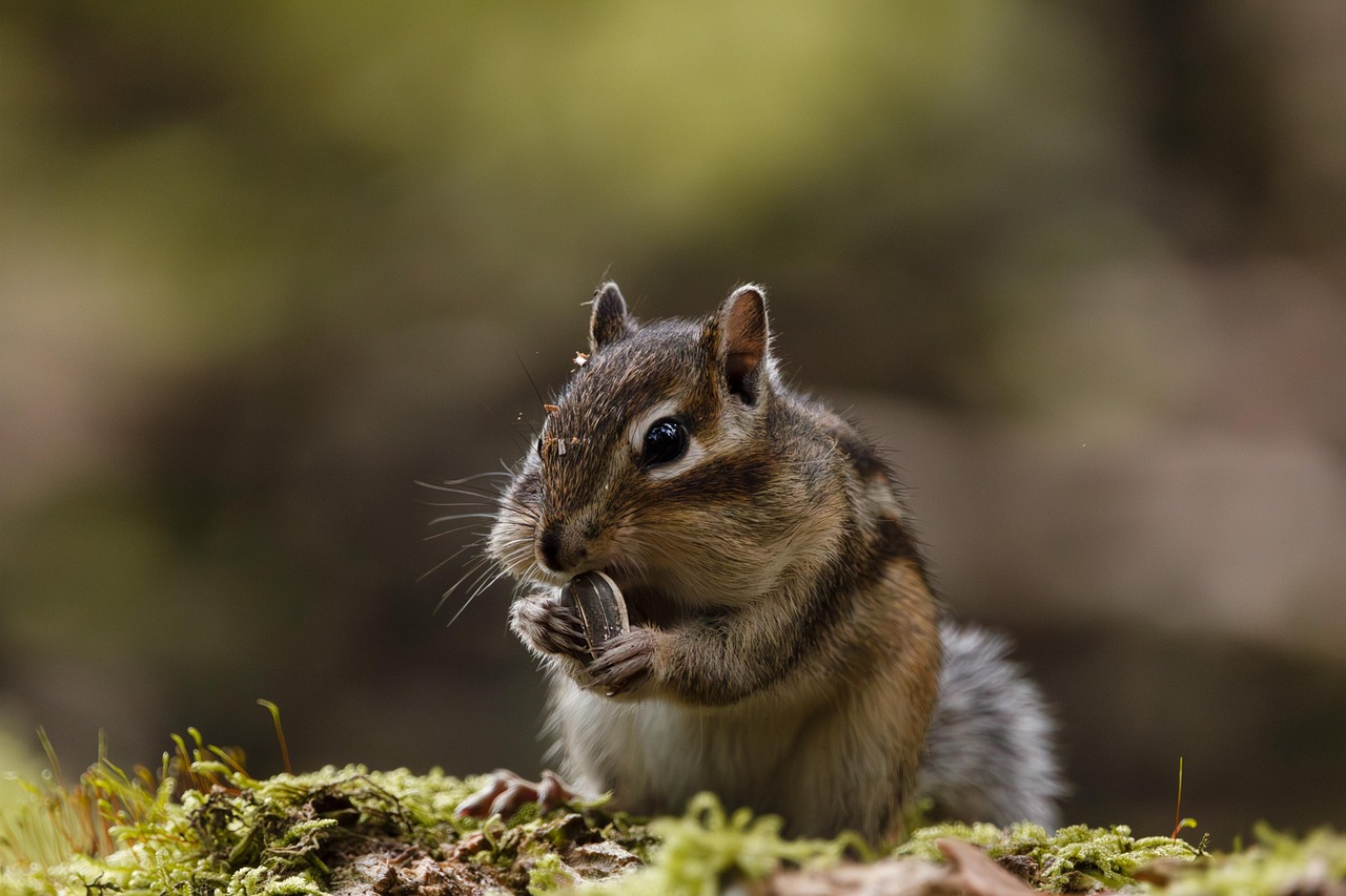 Más de 300 000 imágenes gratis de Animales Terrestre y Animales - Pixabay