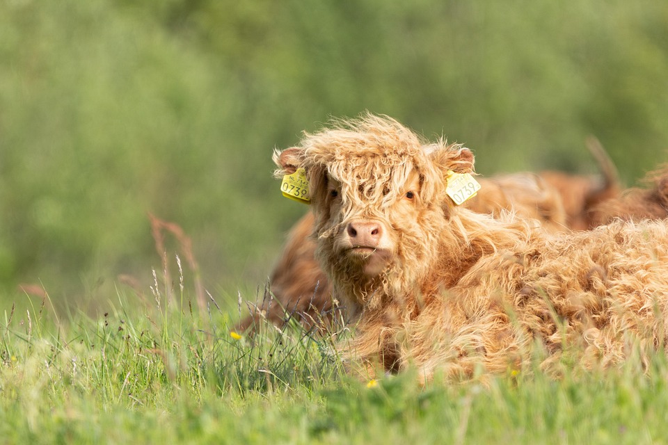 Cow Highlander Cattle Scottish - Free photo on Pixabay