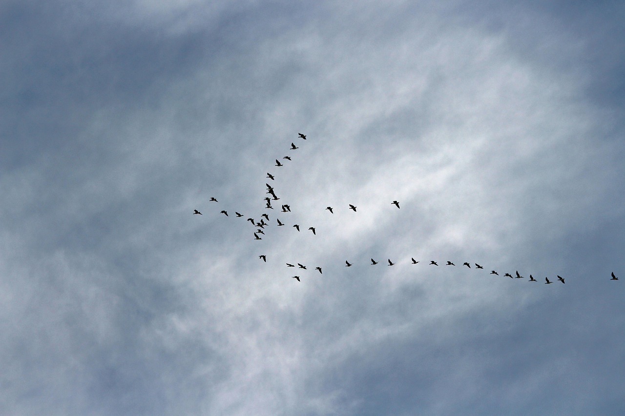Bando De Pássaros Aves Migratórias - Foto gratuita no Pixabay - Pixabay