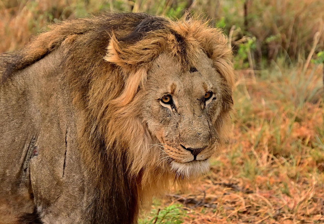 León Animal Mamífero - Foto gratis en Pixabay - Pixabay