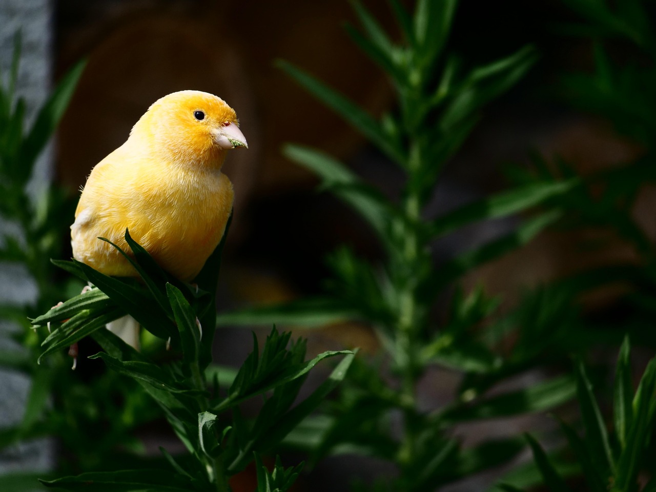 Bird The Animal Canary - Free photo on Pixabay