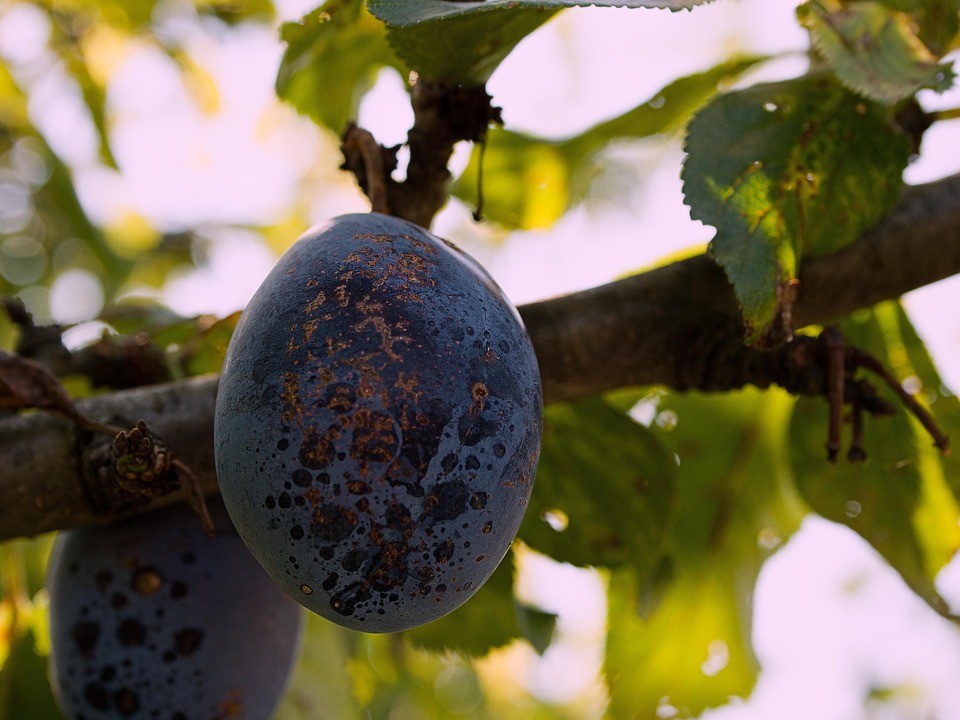 Prune Fruit Maladie - Photo gratuite sur Pixabay - Pixabay