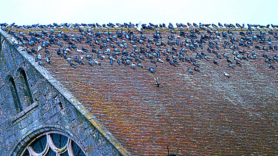 Pigeons Sur Le Toit Rassemblement - Photo gratuite sur Pixabay - Pixabay