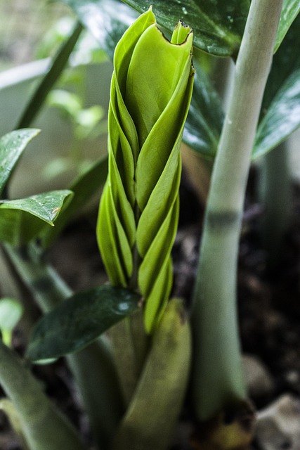 Fleur Nature Plante - Photo gratuite sur Pixabay - Pixabay