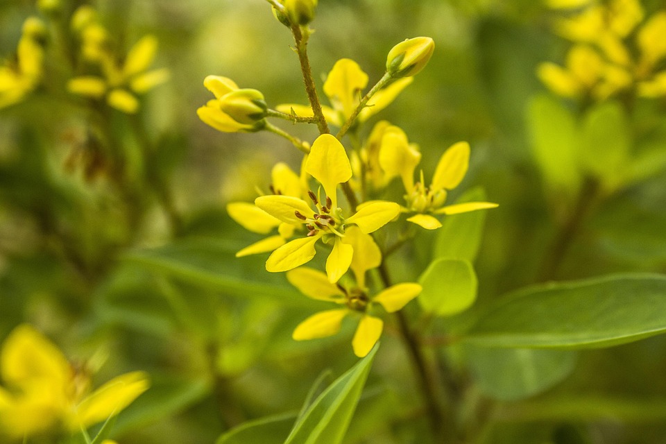 Thryallis Flower Plant - Free photo on Pixabay - Pixabay