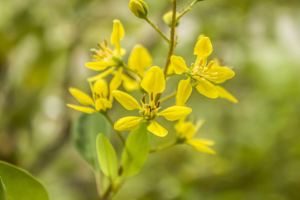 Thryallis Flower Plant - Free photo on Pixabay - Pixabay