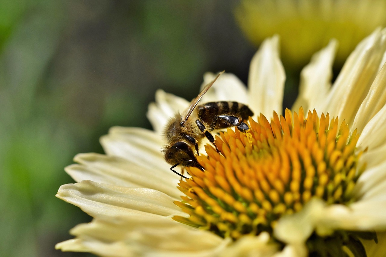 4,000+ Free Bee Close Up & Bee Images - Pixabay