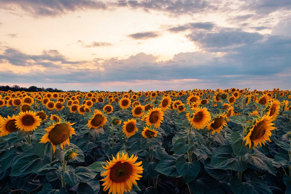 Flowers Sunflowers Field - Free photo on Pixabay