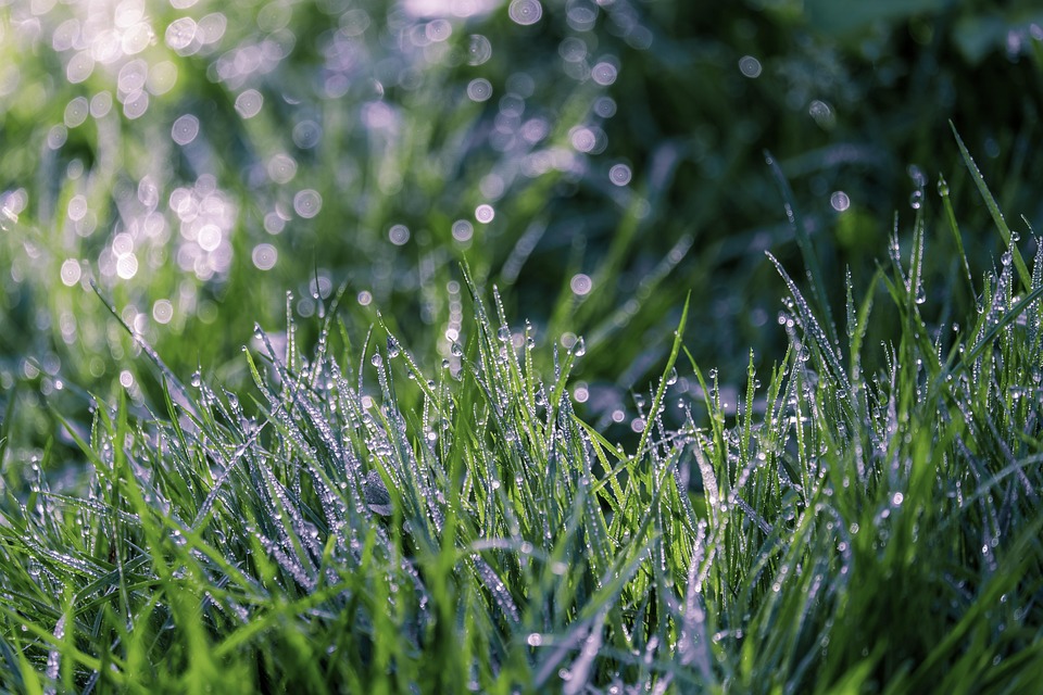 Meadow Morning Dew - Free photo on Pixabay