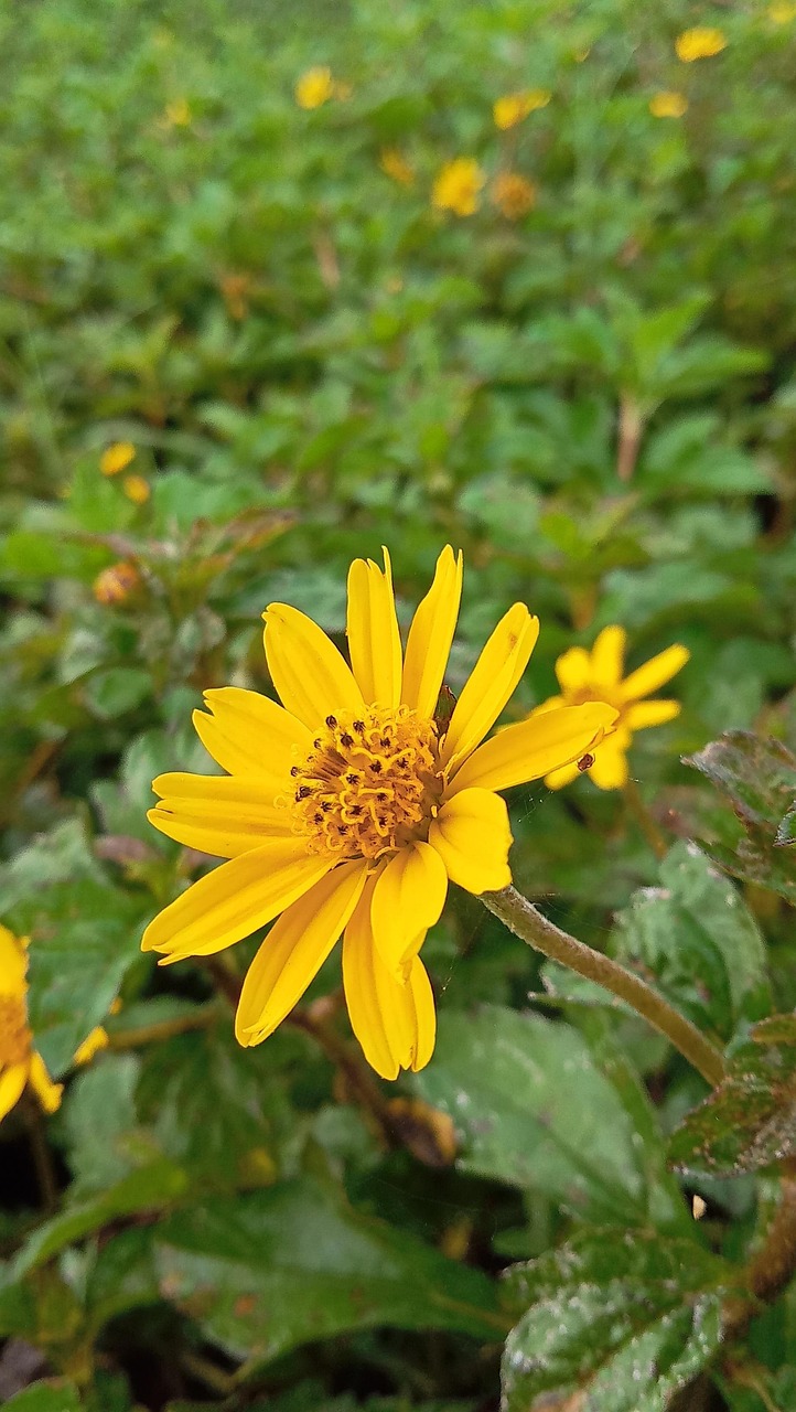 Ai Generado Flores De Color - Foto gratis en Pixabay - Pixabay