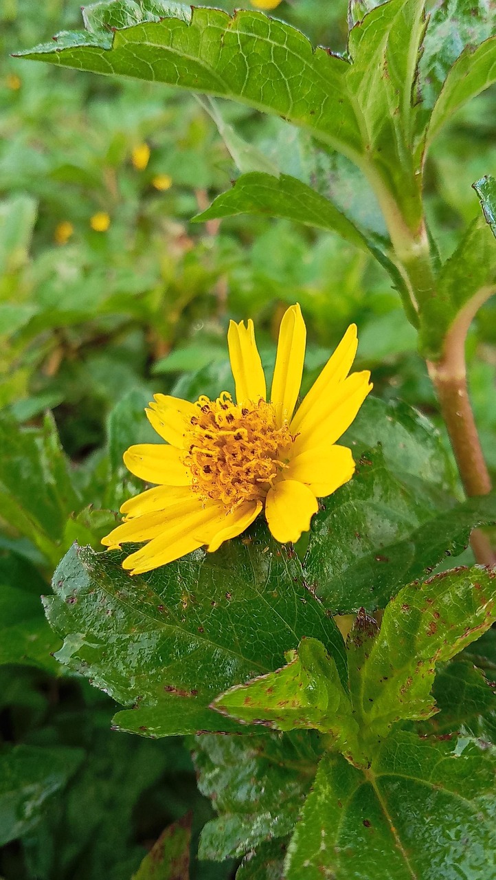 Bunga-Bunga Indah Alam Pohon Ai - Foto gratis di Pixabay - Pixabay