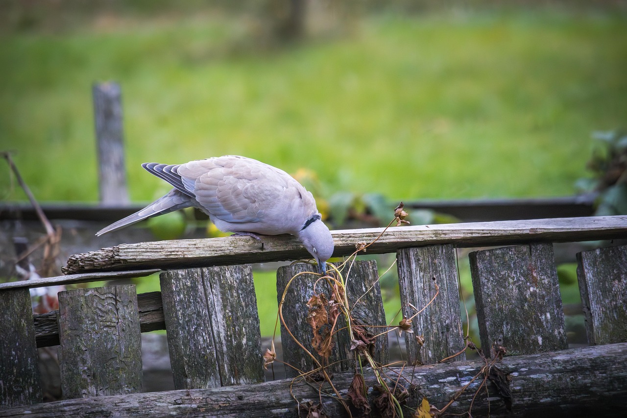 Pigeon De Dinde Colombe - Photo gratuite sur Pixabay - Pixabay