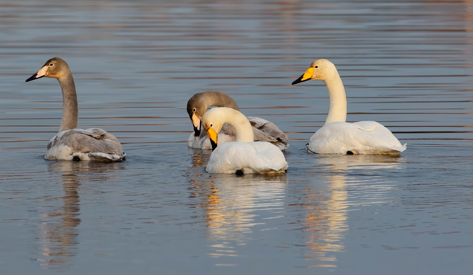 Birds Swans Whooper - Free photo on Pixabay - Pixabay