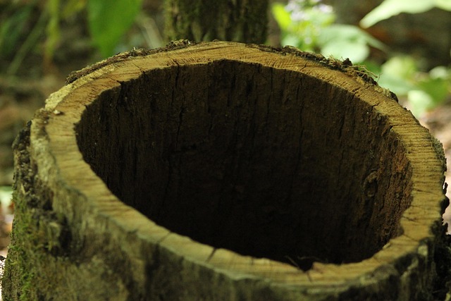 Nature Forest Log - Free photo on Pixabay - Pixabay