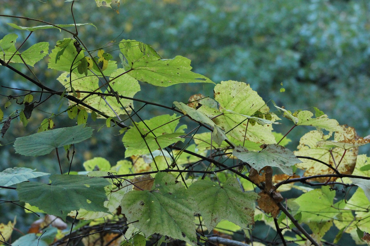 Leaves Nature Tree - Free photo on Pixabay - Pixabay
