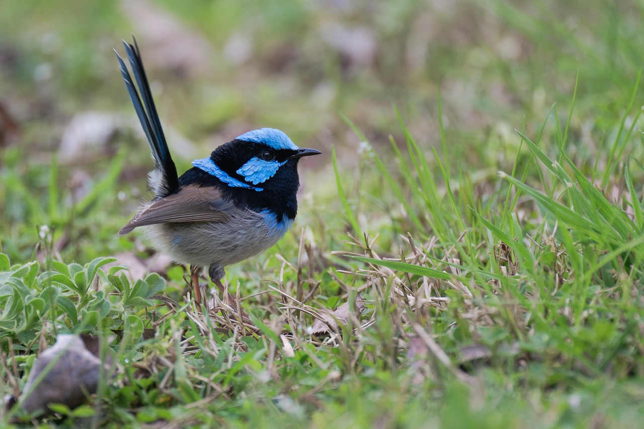 100,000+ Free Wren Bird & Wren Images - Pixabay