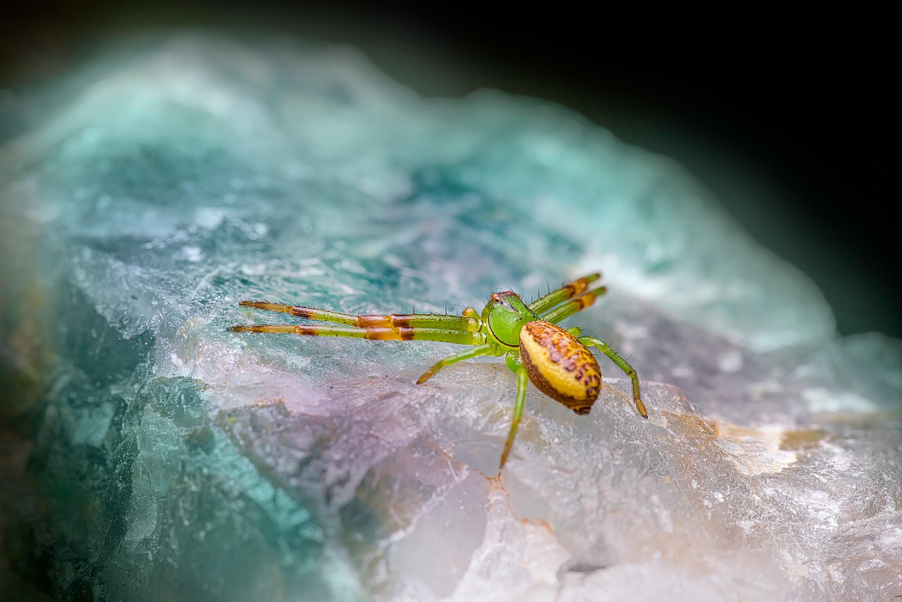 Green Crab Spider Diaea Dorsata - Free photo on Pixabay