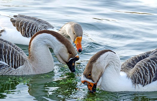 Geese Lake Birds - Free photo on Pixabay