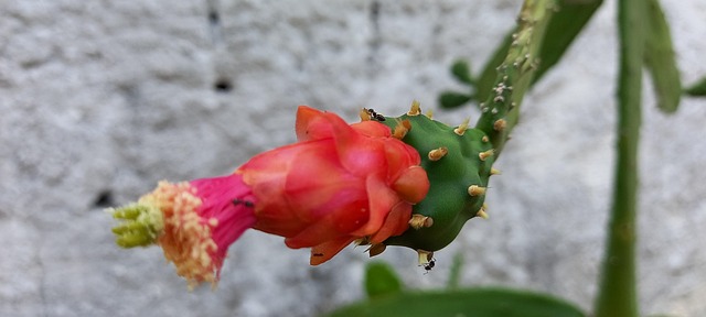 Cactus Flower Nature Beautiful - Free photo on Pixabay - Pixabay