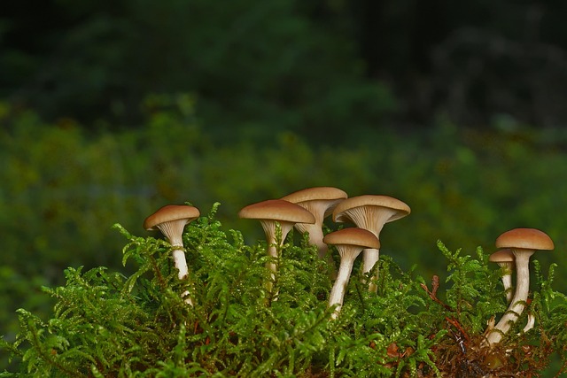 Mushrooms Fungus Plants - Free photo on Pixabay - Pixabay