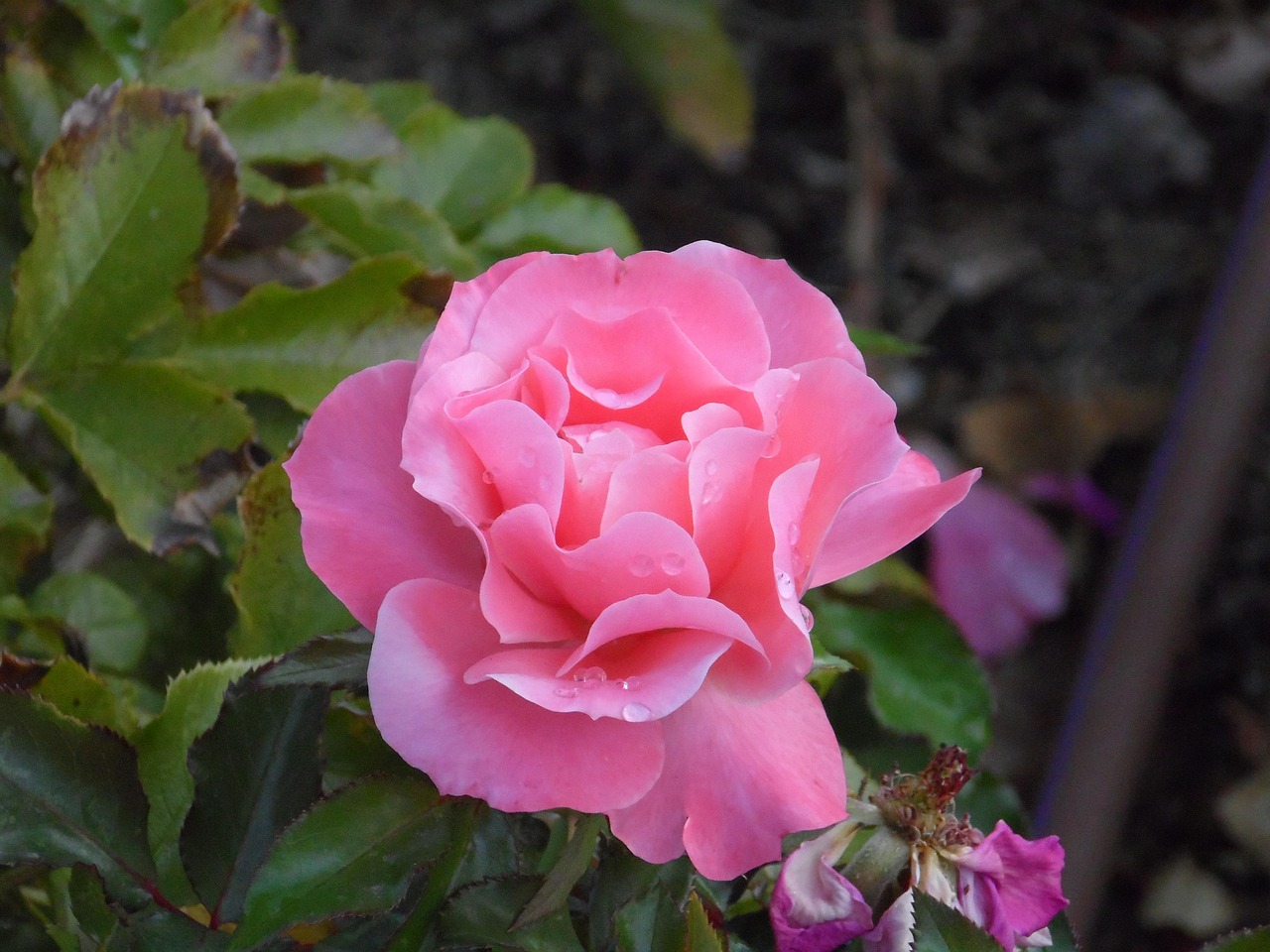 Fleurs Fleur Rose La - Photo gratuite sur Pixabay - Pixabay