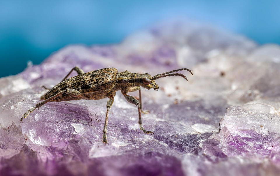 Black-Spotted Longhorn Beetle - Free photo on Pixabay - Pixabay