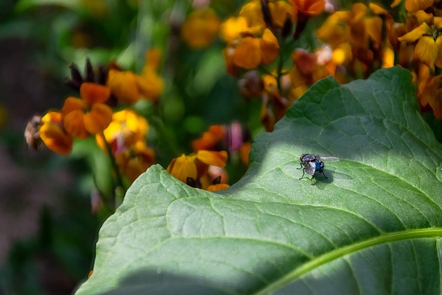 Fly Flowers Garden - Free photo on Pixabay - Pixabay