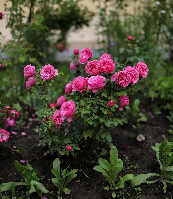 Pink Roses Flowers - Free photo on Pixabay