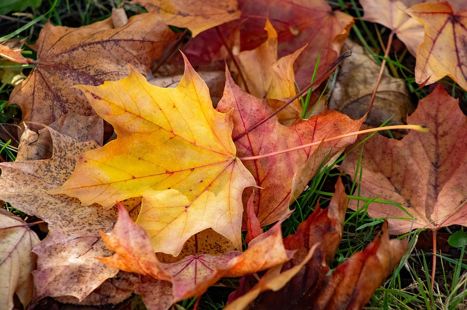 Autumn Fall Leaves - Free photo on Pixabay - Pixabay