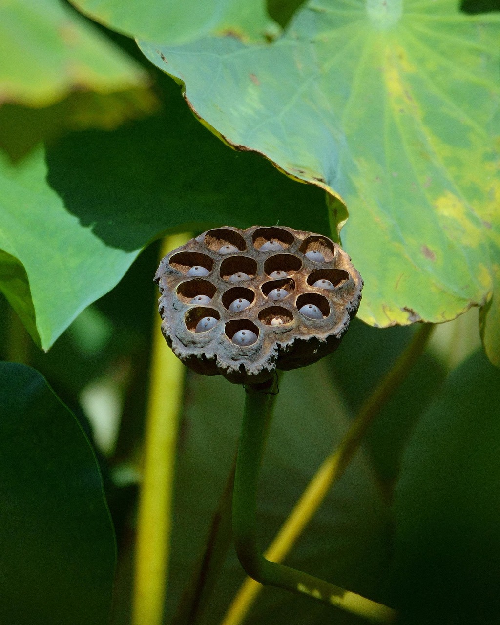 Natural Planta Lotus - Foto gratis en Pixabay - Pixabay