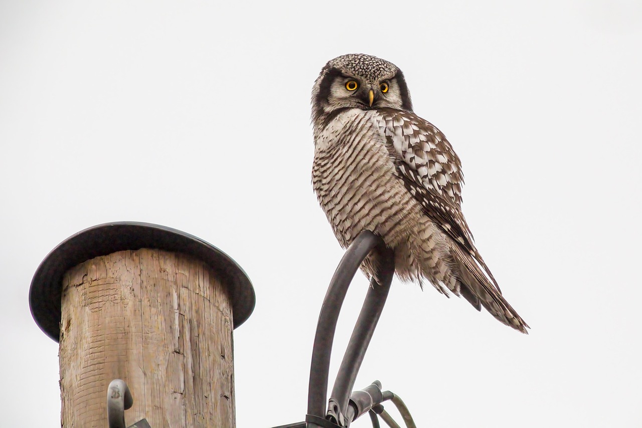 Northern Hawk-Owl Bird Of Prey - Free photo on Pixabay - Pixabay