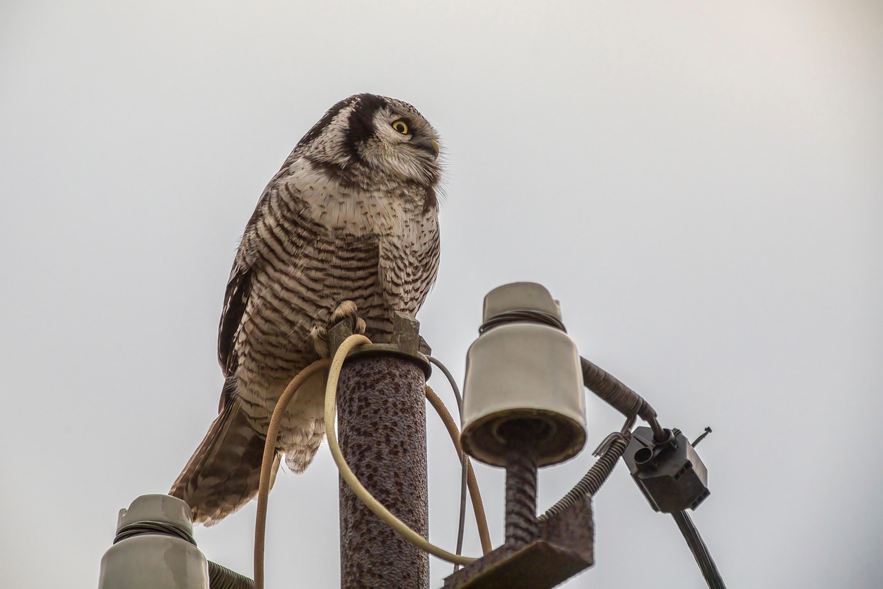 Northern Hawk-Owl Bird Of Prey - Free photo on Pixabay - Pixabay