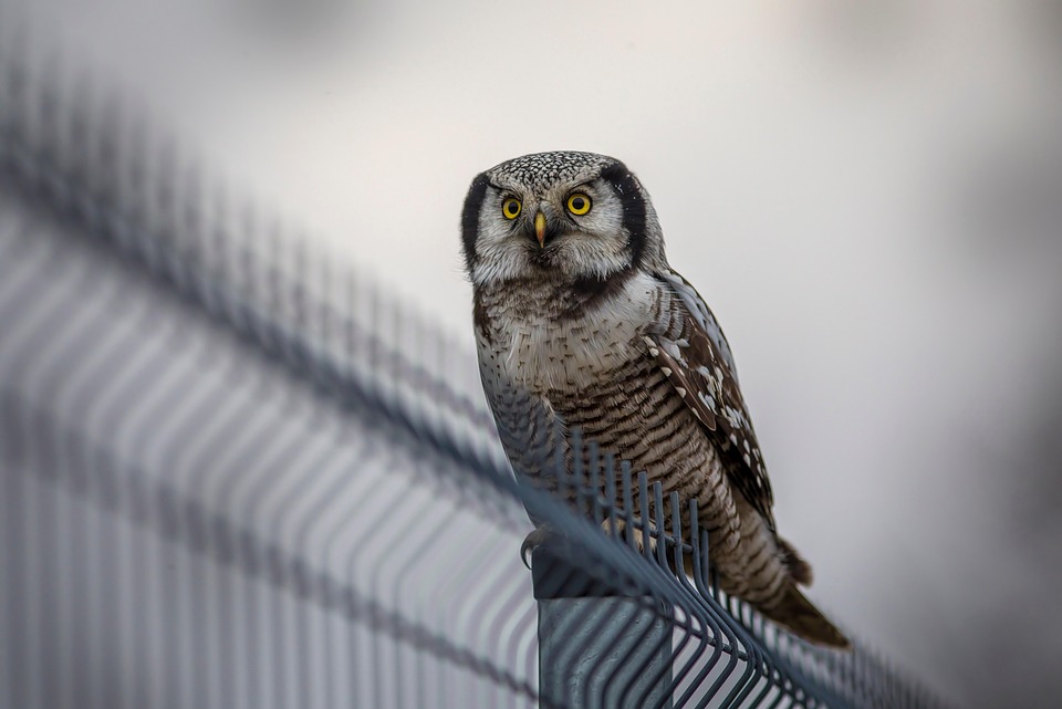 Owl Falconry Hawk - Free photo on Pixabay - Pixabay