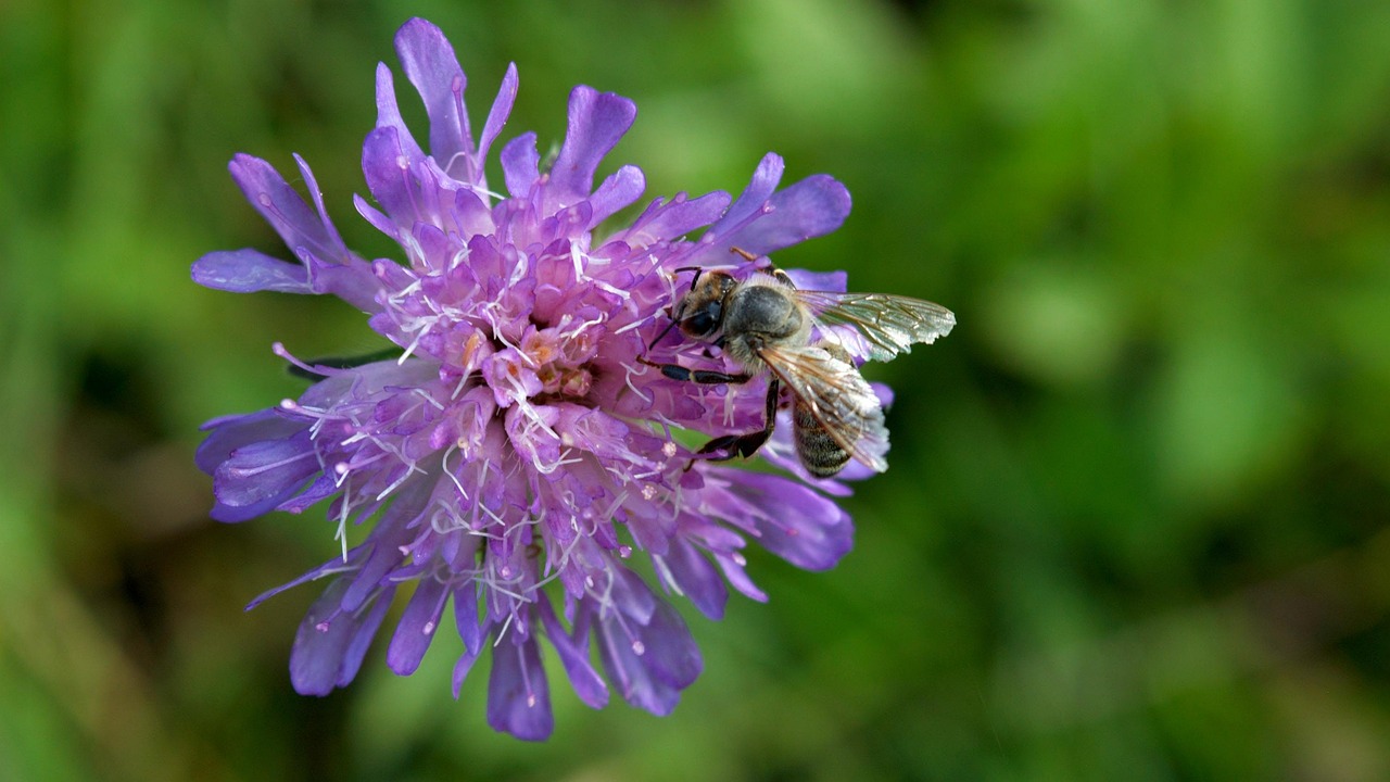 Purple Flower Honey Bee - Free photo on Pixabay - Pixabay
